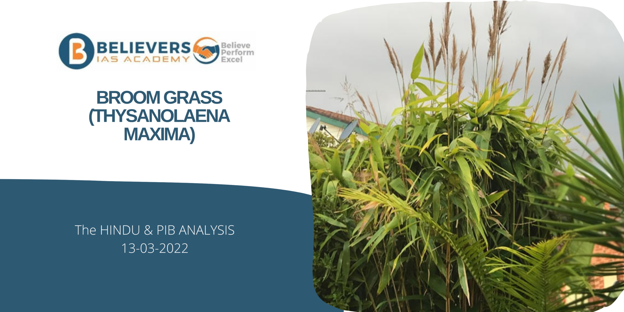 Broom grass (Thysanolaena maxima) - Believers IAS Academy