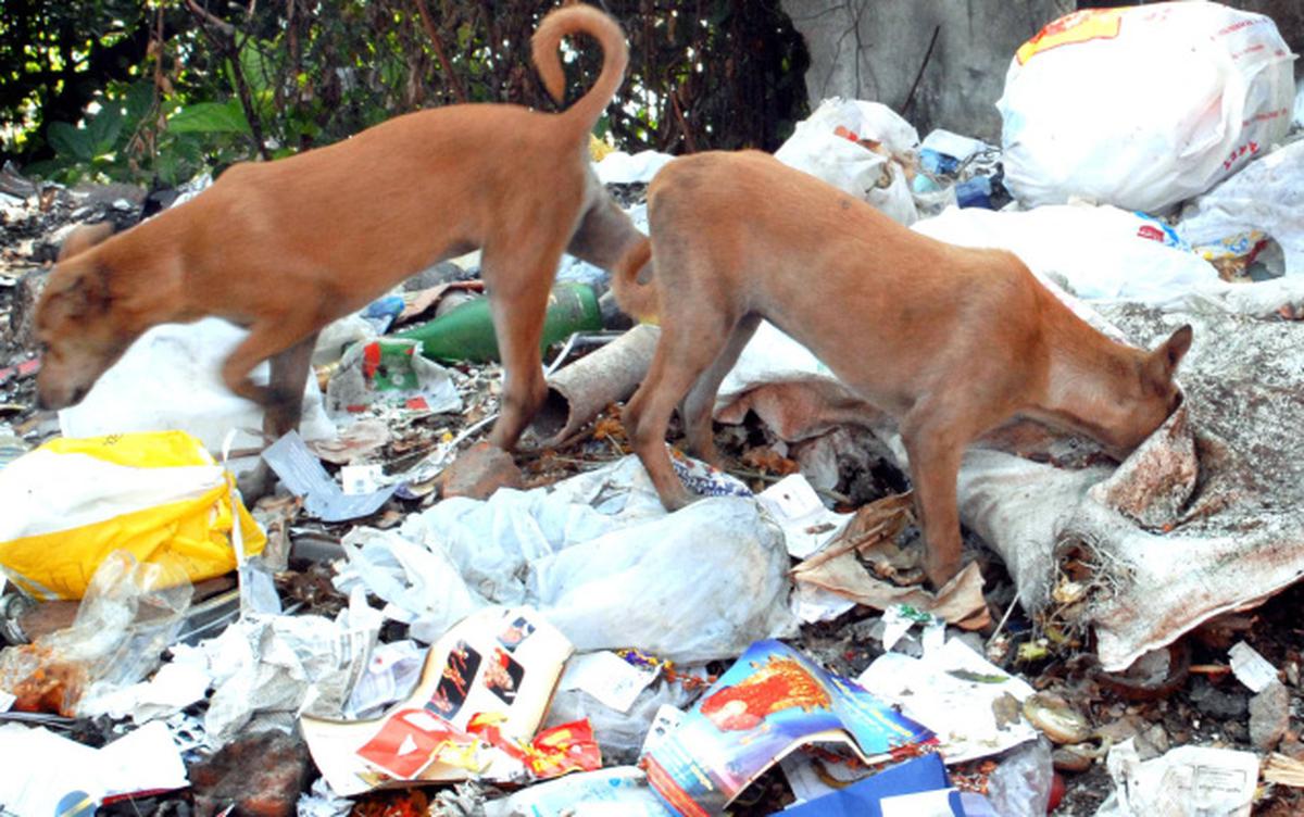 Stray Dogs And Poor Waste Management - Believers IAS Academy