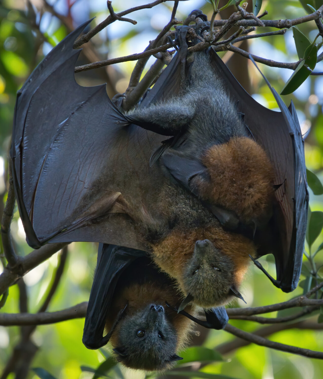Flying fox bats for vigilance while day-roosting Finds study ...