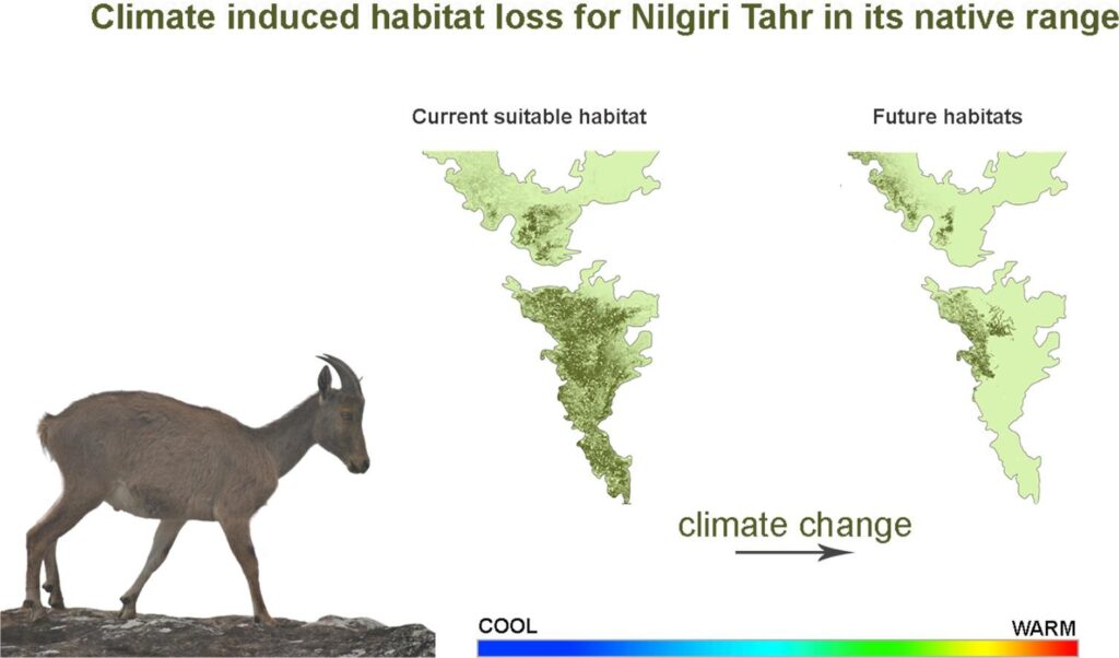 Tamil Nadu, Kerala to join hands to count endangered Nilgiri tahr - Believers IAS Academy