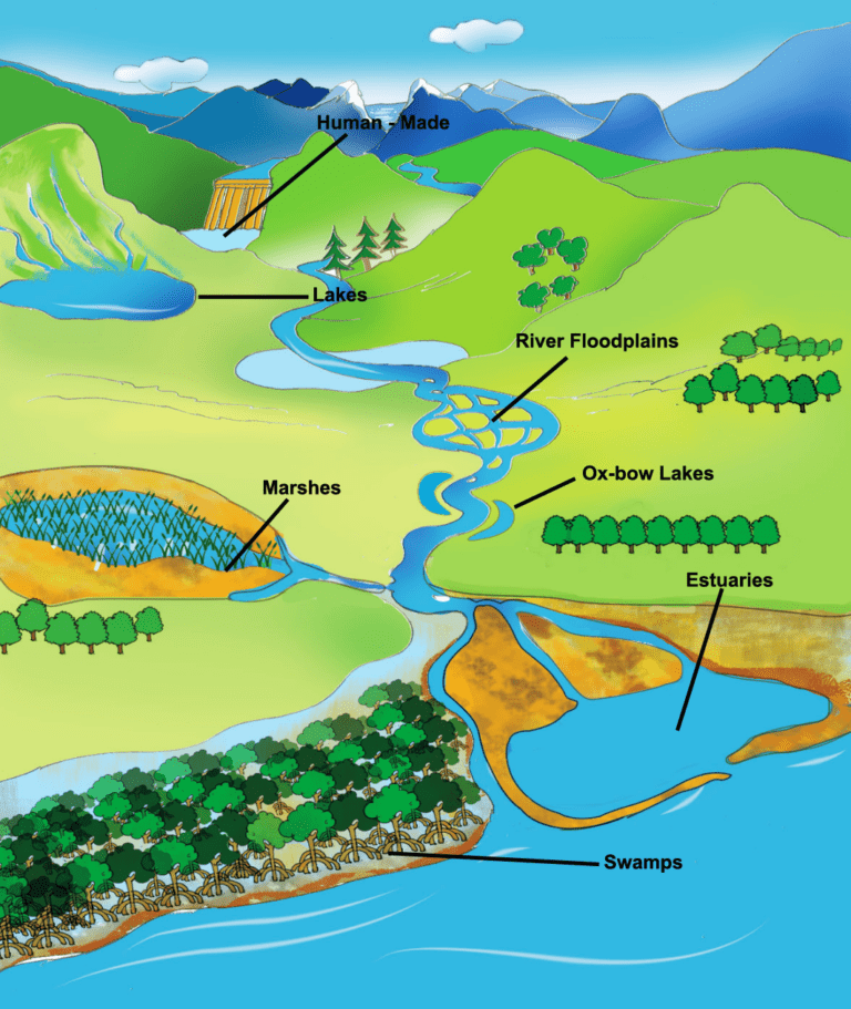 Save Wetlands Campaign - Believers IAS Academy