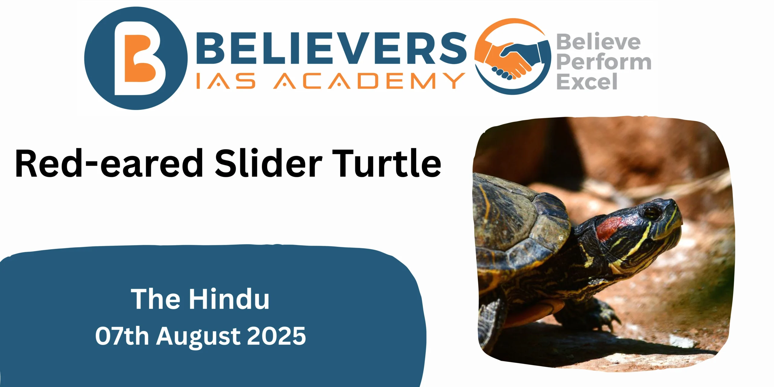 Red-eared Slider Turtle - Believers IAS Academy